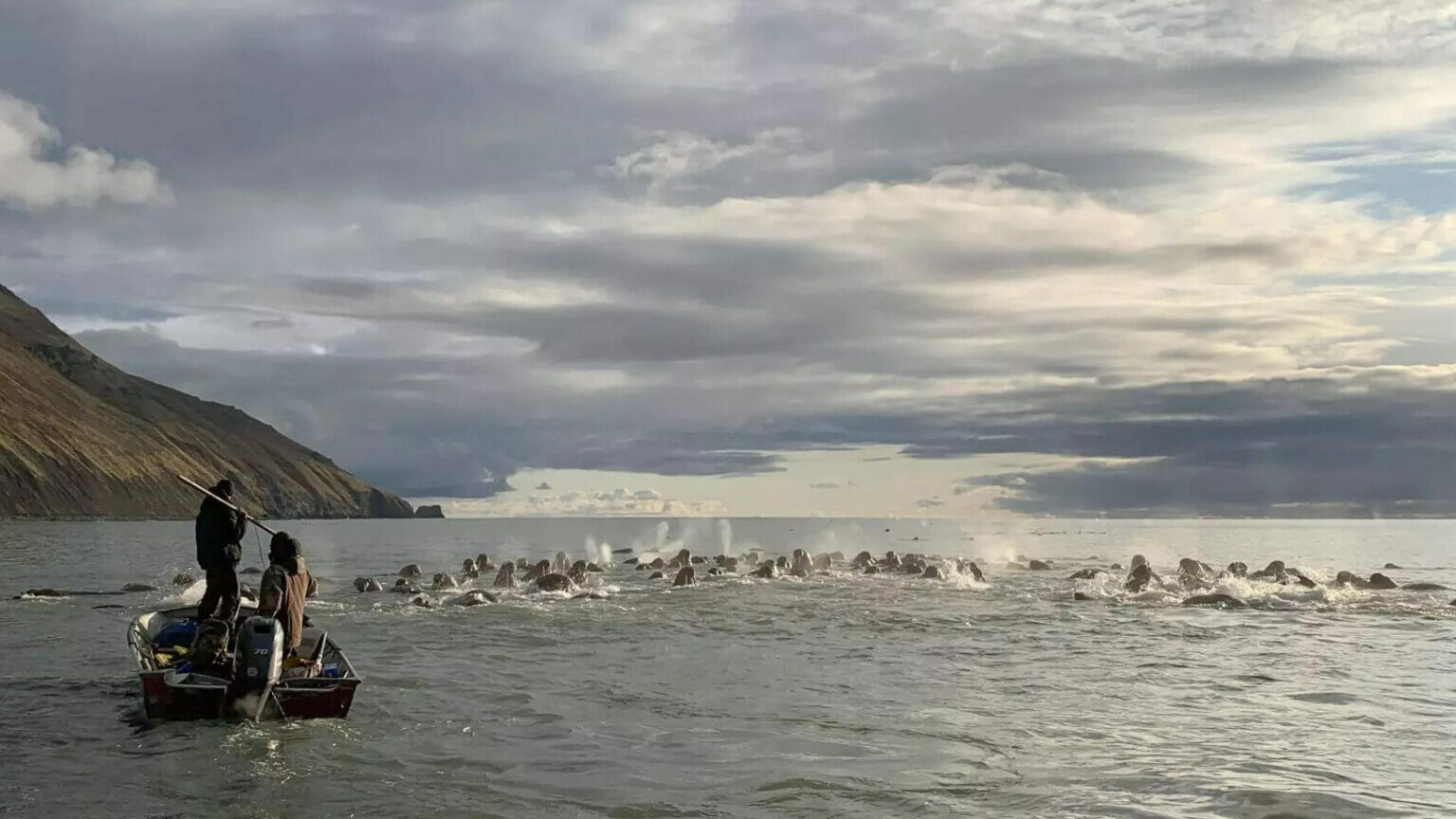 Qayassiq’s walrus hunt, once banned, now carries traditions of sharing ...