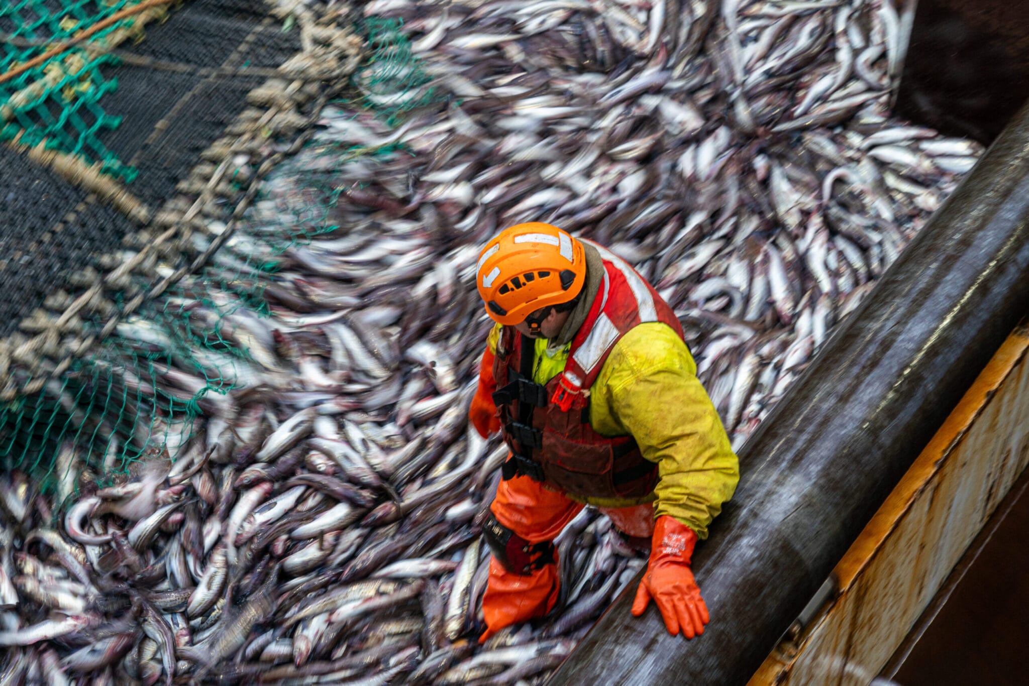 Alaska pollock trawlers are feeling pressure over salmon bycatch. This ...