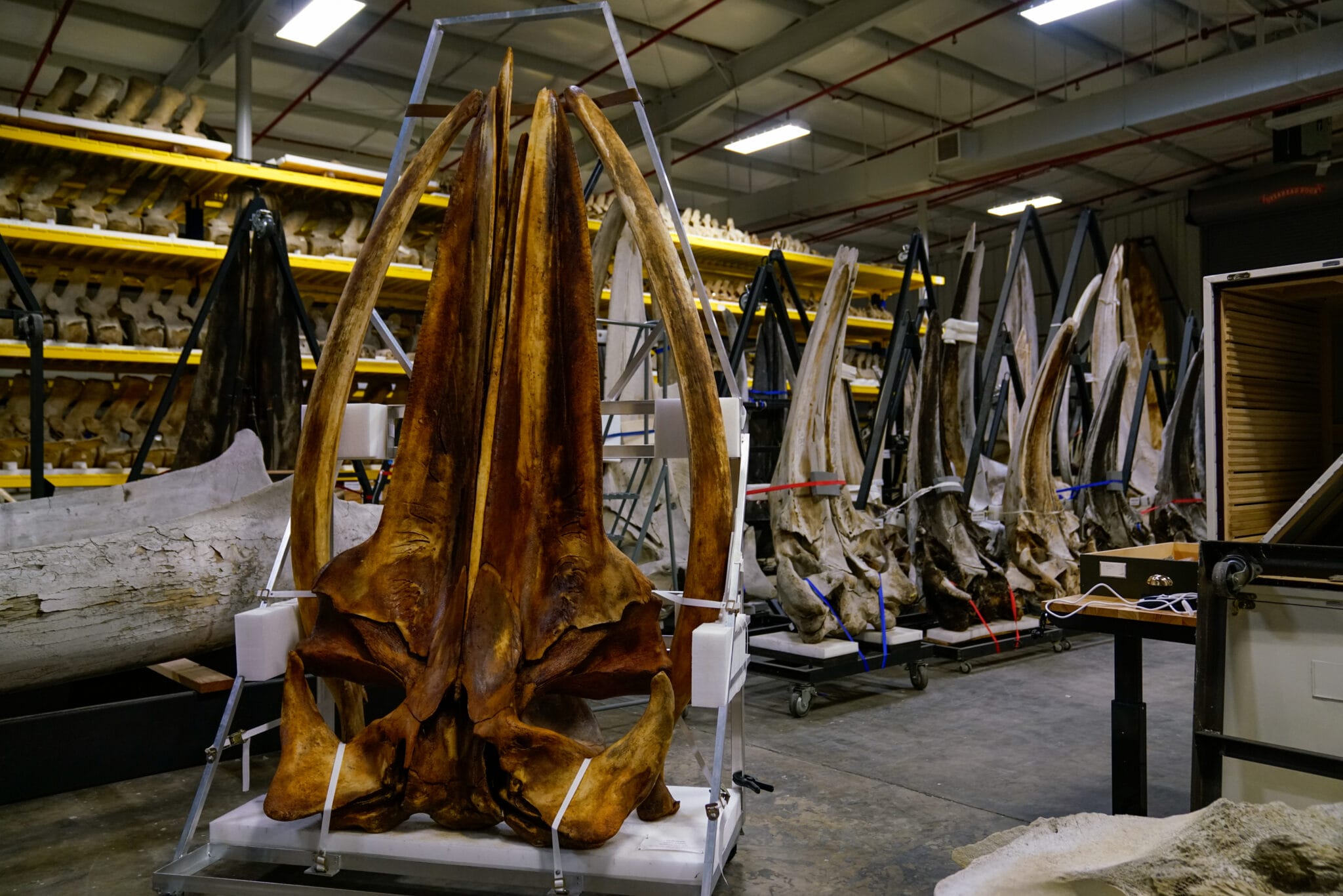 Only 51 of these U.S. whales remain. Little has been done to prevent ...