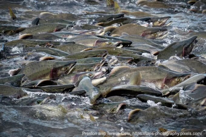 Pink salmon are thriving in warmer waters, affecting other species ...