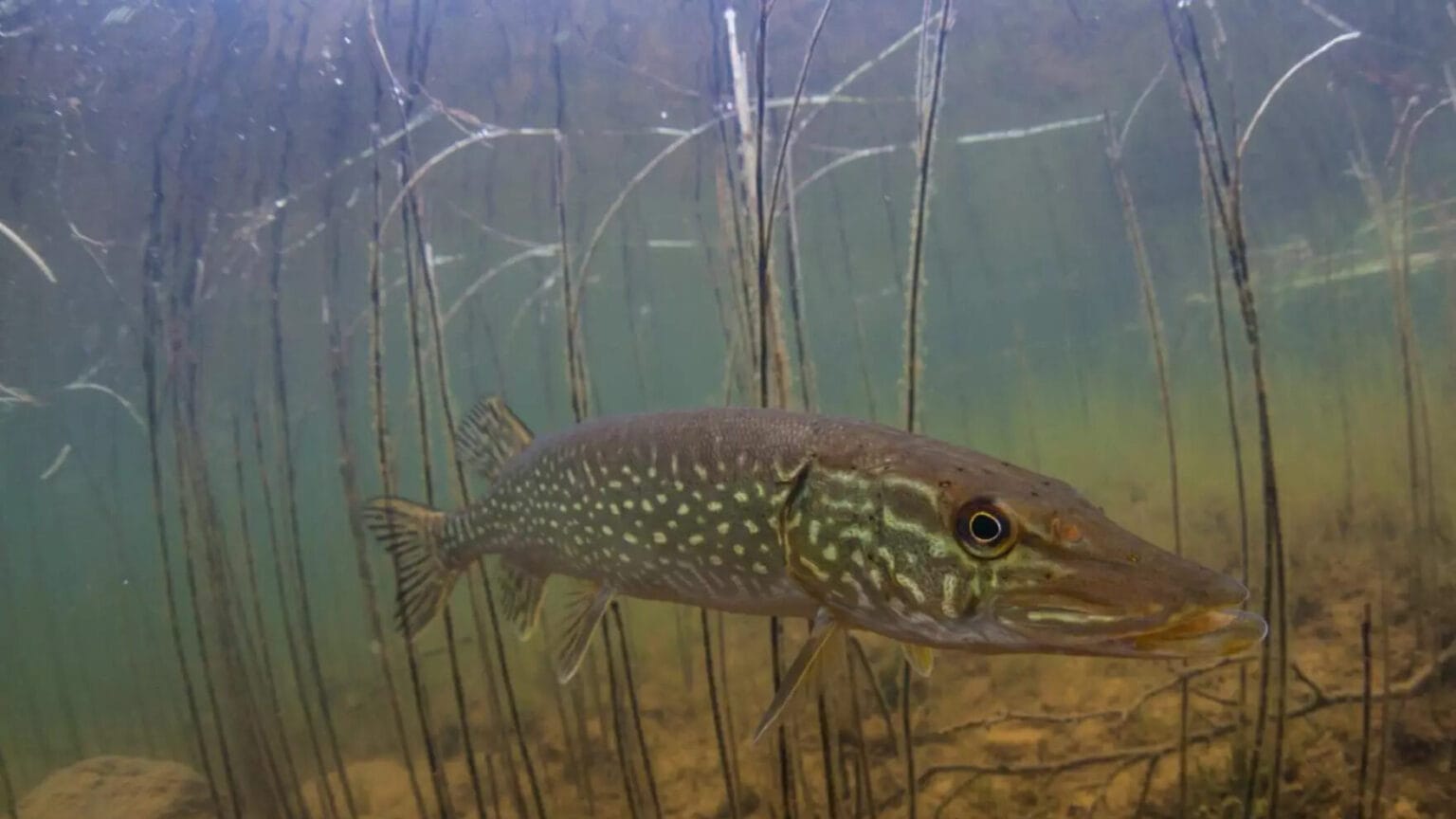 Northern pike have been eradicated from Kenai Peninsula, according to ...