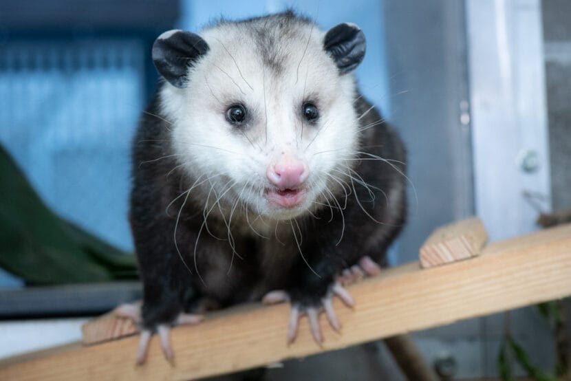 From Alaska outlaw to Oregon transplant, zoo welcomes captured son of Grubby the opossum