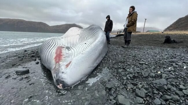 Rare fin whale found dead near Kodiak