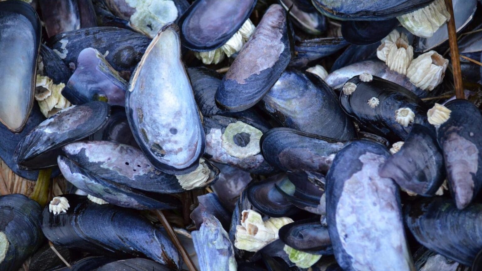 Paralytic shellfish poisoning toxin is high in some subsistence ...