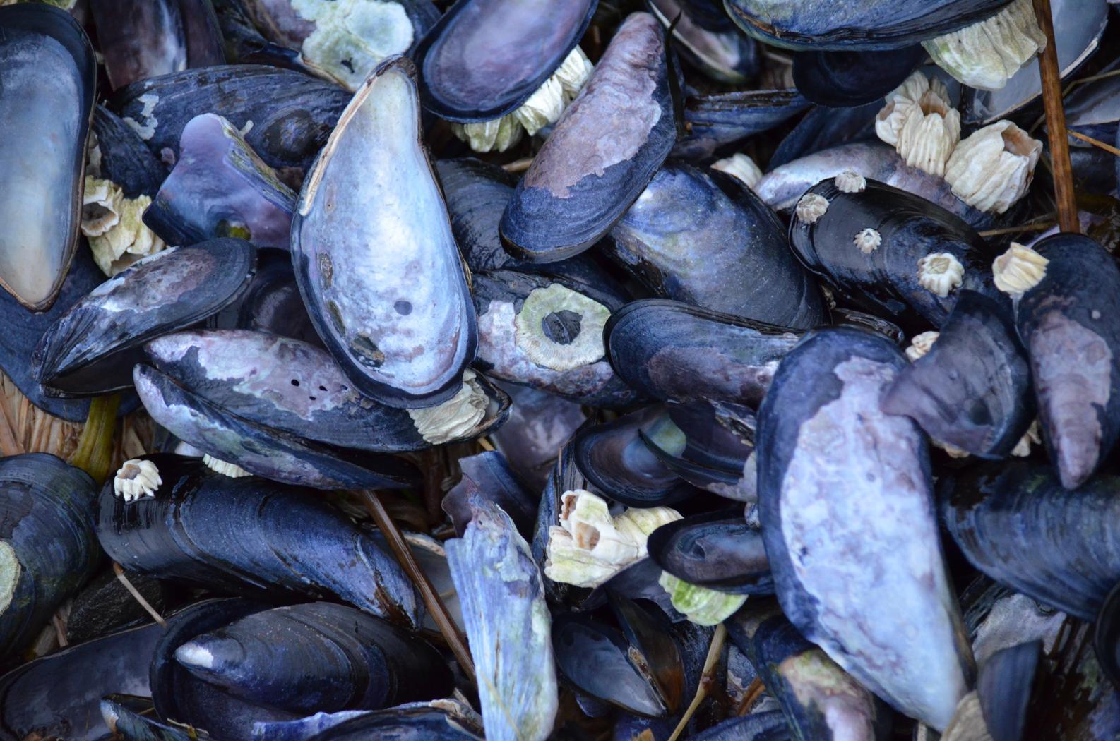 Paralytic shellfish poisoning toxin is high in some subsistence ...