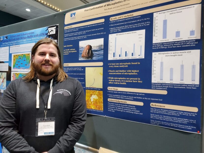 Microplastics found in body tissues of walruses harvested by Alaska hunters