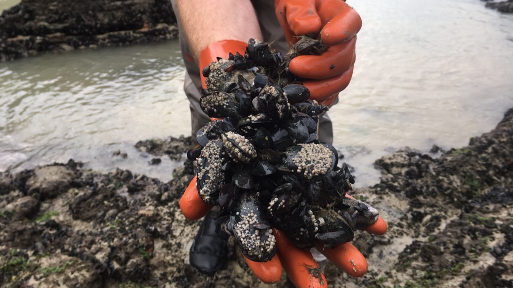 Scientists investigate paralytic shellfish poisoning as possible factor ...