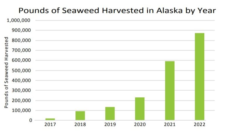 Alaska’s mariculture industry expands, with big production increases in ...