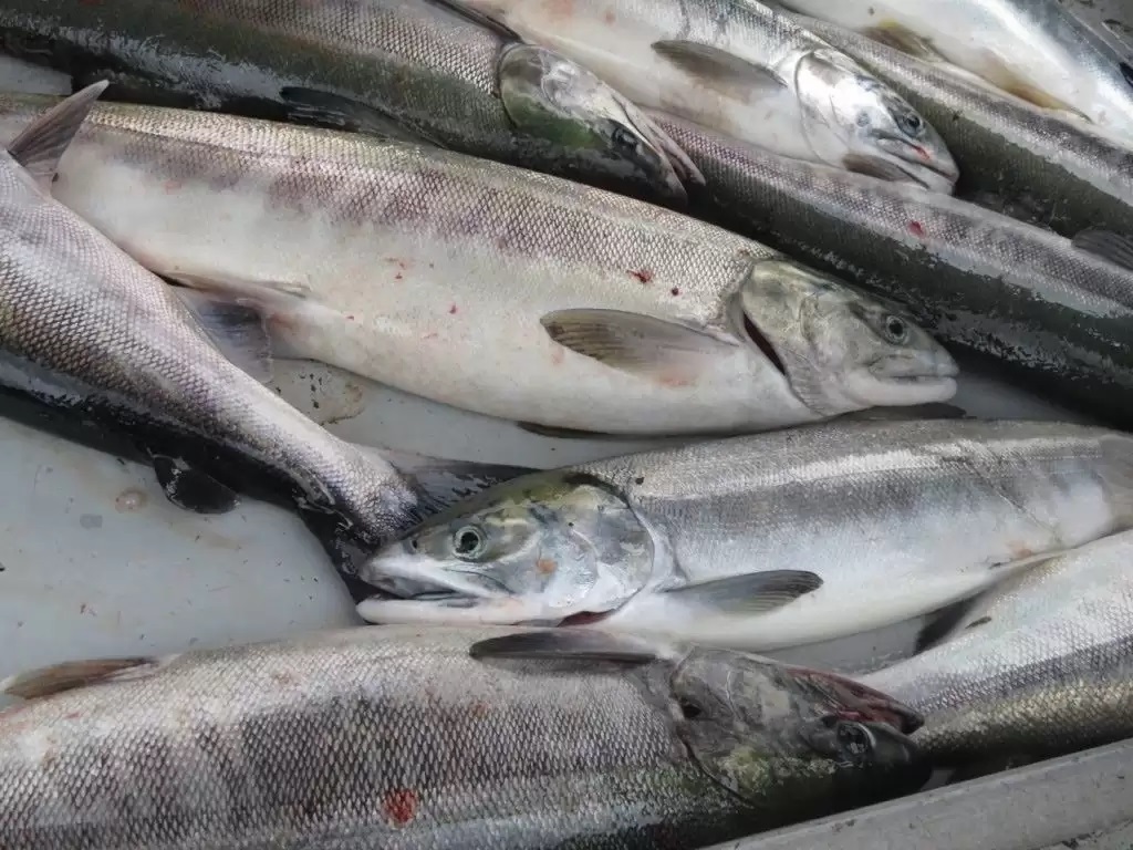 Environmental DNA offers scientists a look at salmon’s past and future