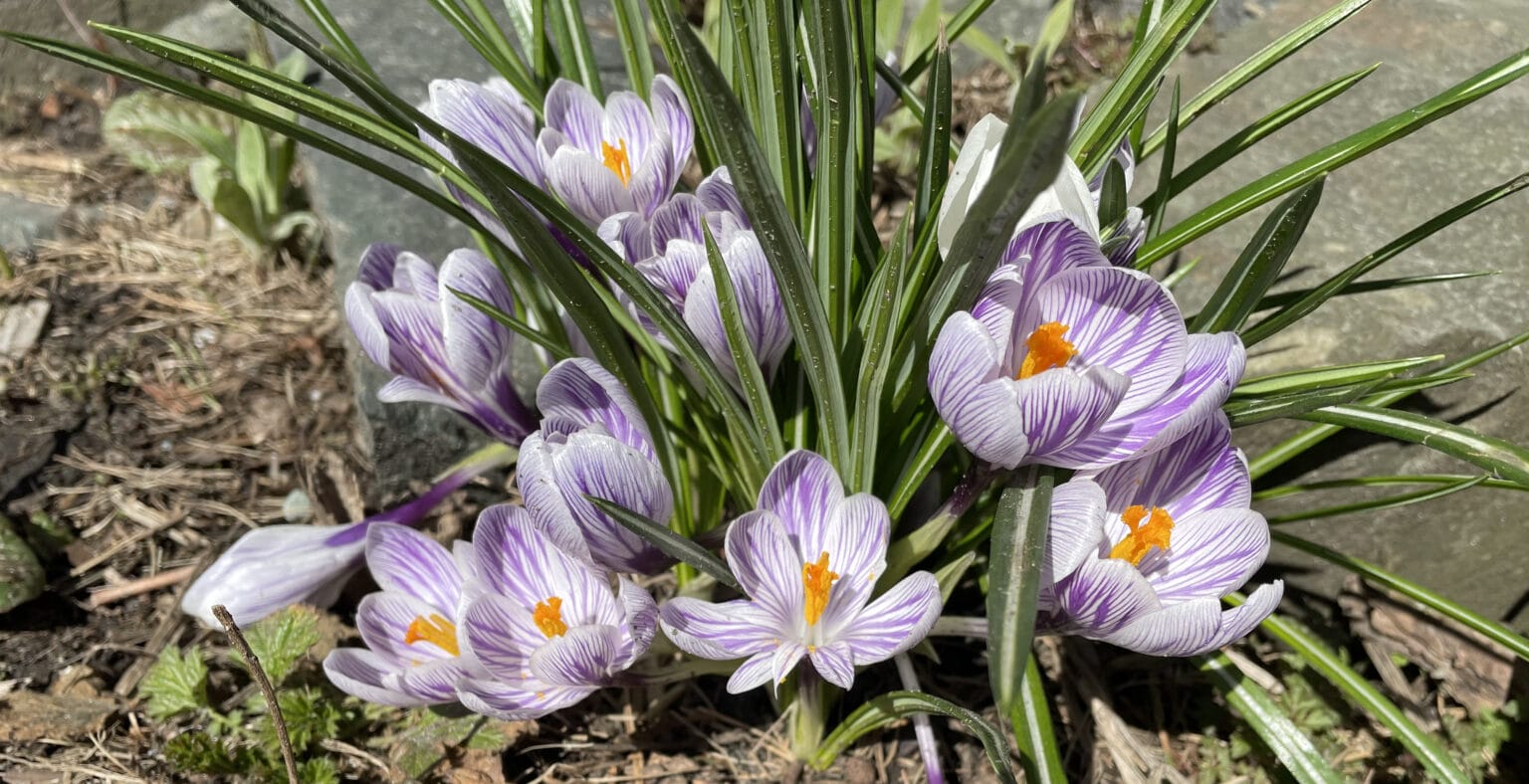 Garden Talk: The hunt for winter chanterelles