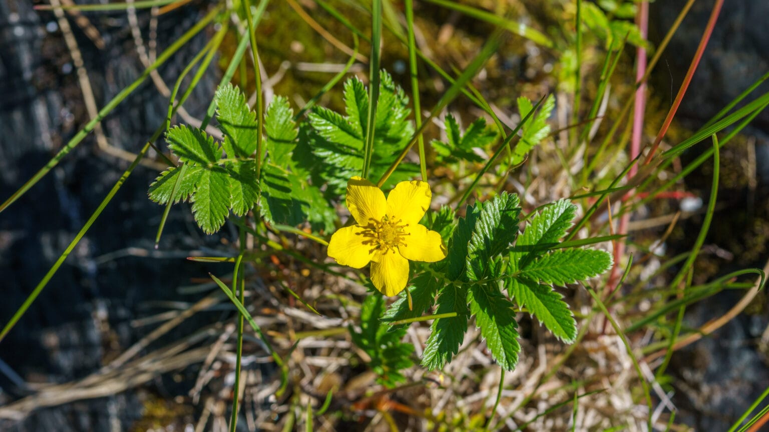 Garden Talk: Why silverweed is 'a beloved plant all throughout the ...