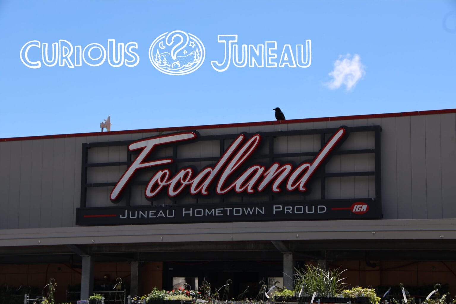 Where do the Foodland ravens roost?