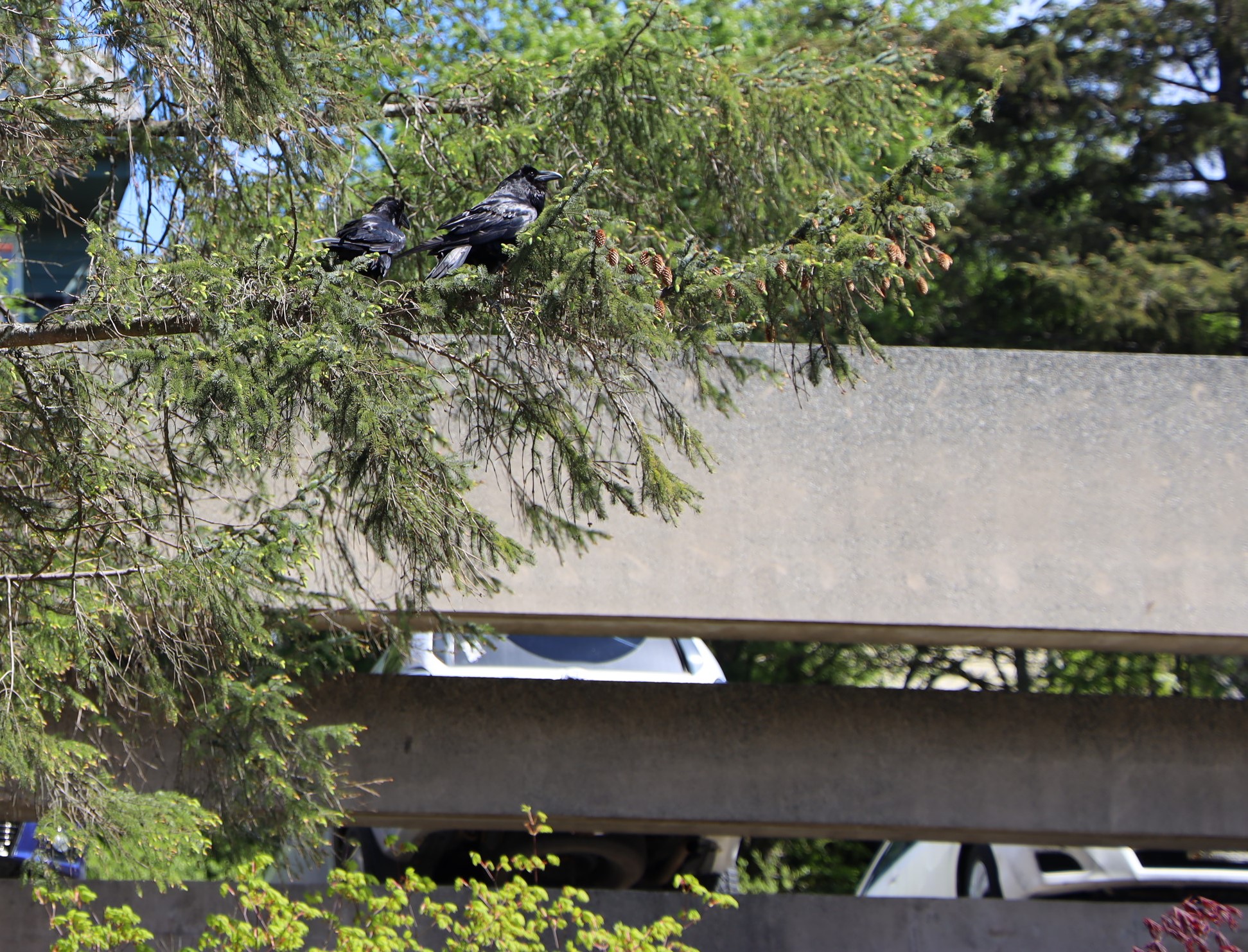 Where do the Foodland ravens roost?