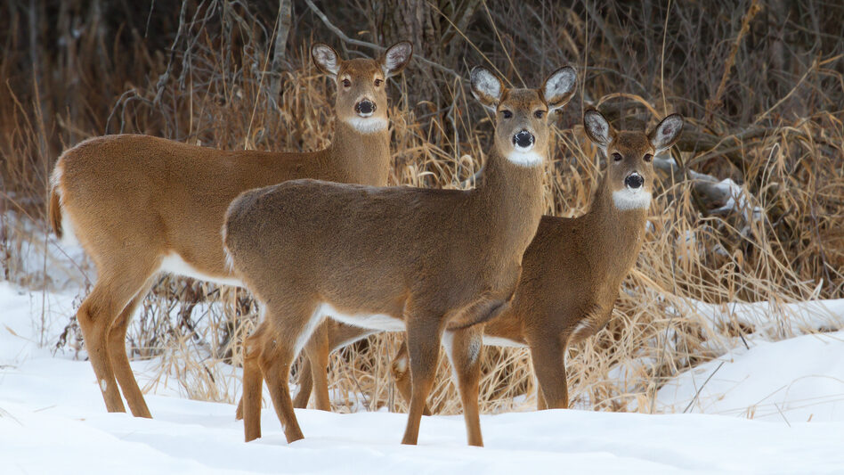 Deer are expanding north. That could hurt some species like boreal caribou