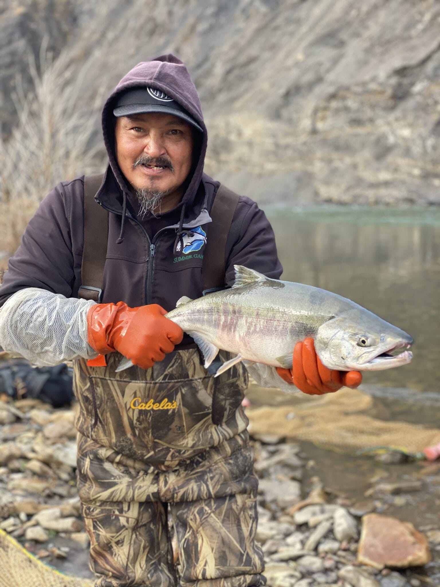 An influx of chum salmon in the Canadian Arctic could be the same fish ...