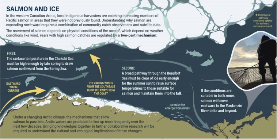 An influx of chum salmon in the Canadian Arctic could be the same fish ...