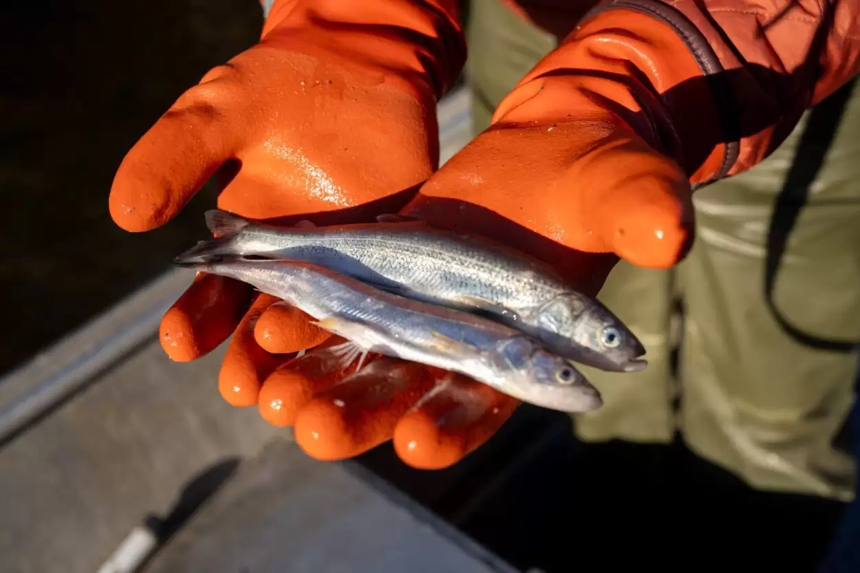 'World’s largest undeveloped gold mine' faces legal challenges from ...