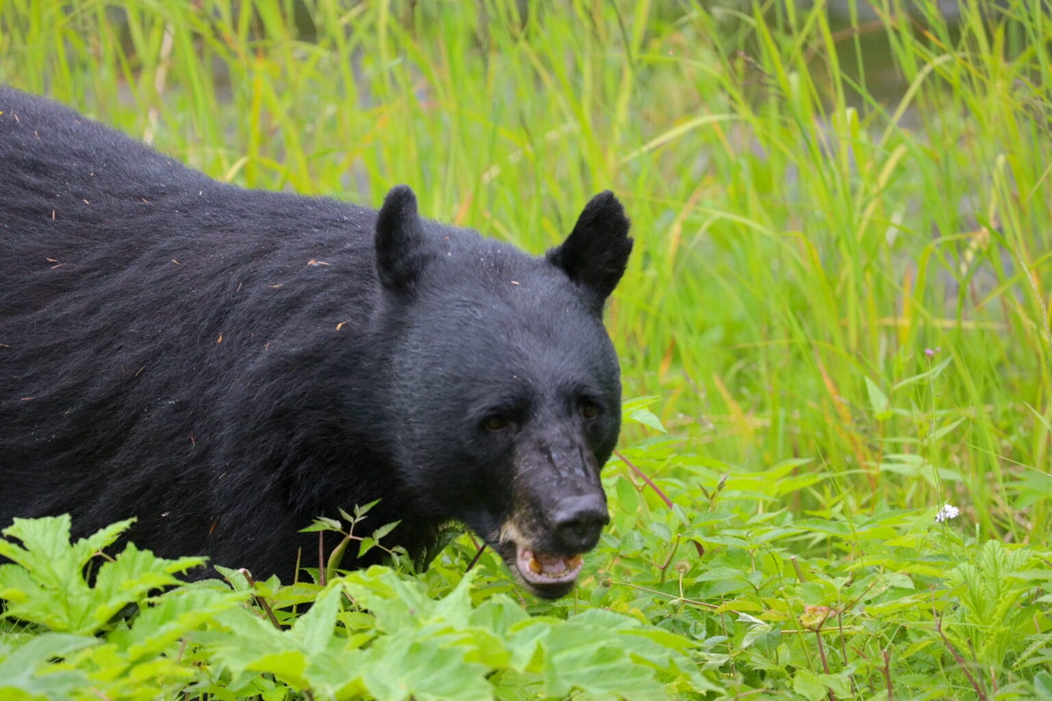 Wildlife official says city trash management ordinance needs ...