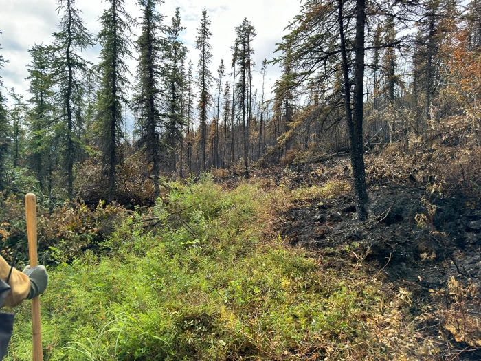 Denali National Park set to reopen Wednesday as downpour helps wildfire ...