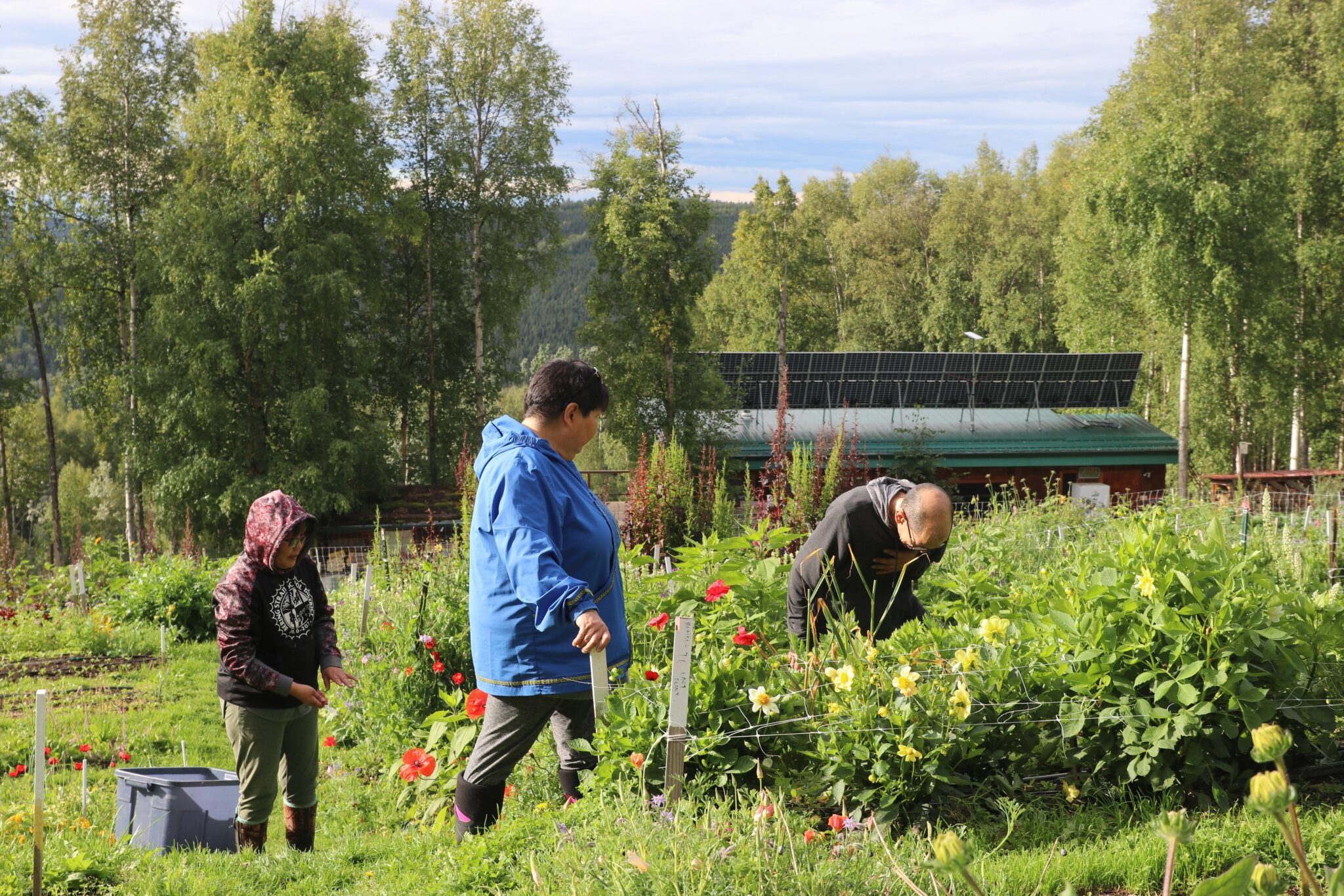 Climate change makes farming easier in Alaska. Indigenous growers hope ...