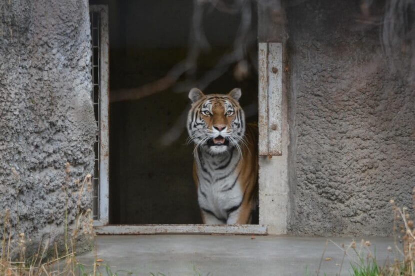 Meet Natasha, the Alaska Zoo’s new tiger