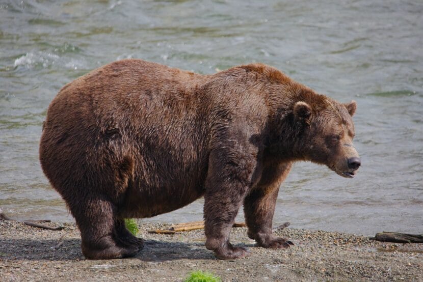 Fat Bear Week returns to Katmai National Park