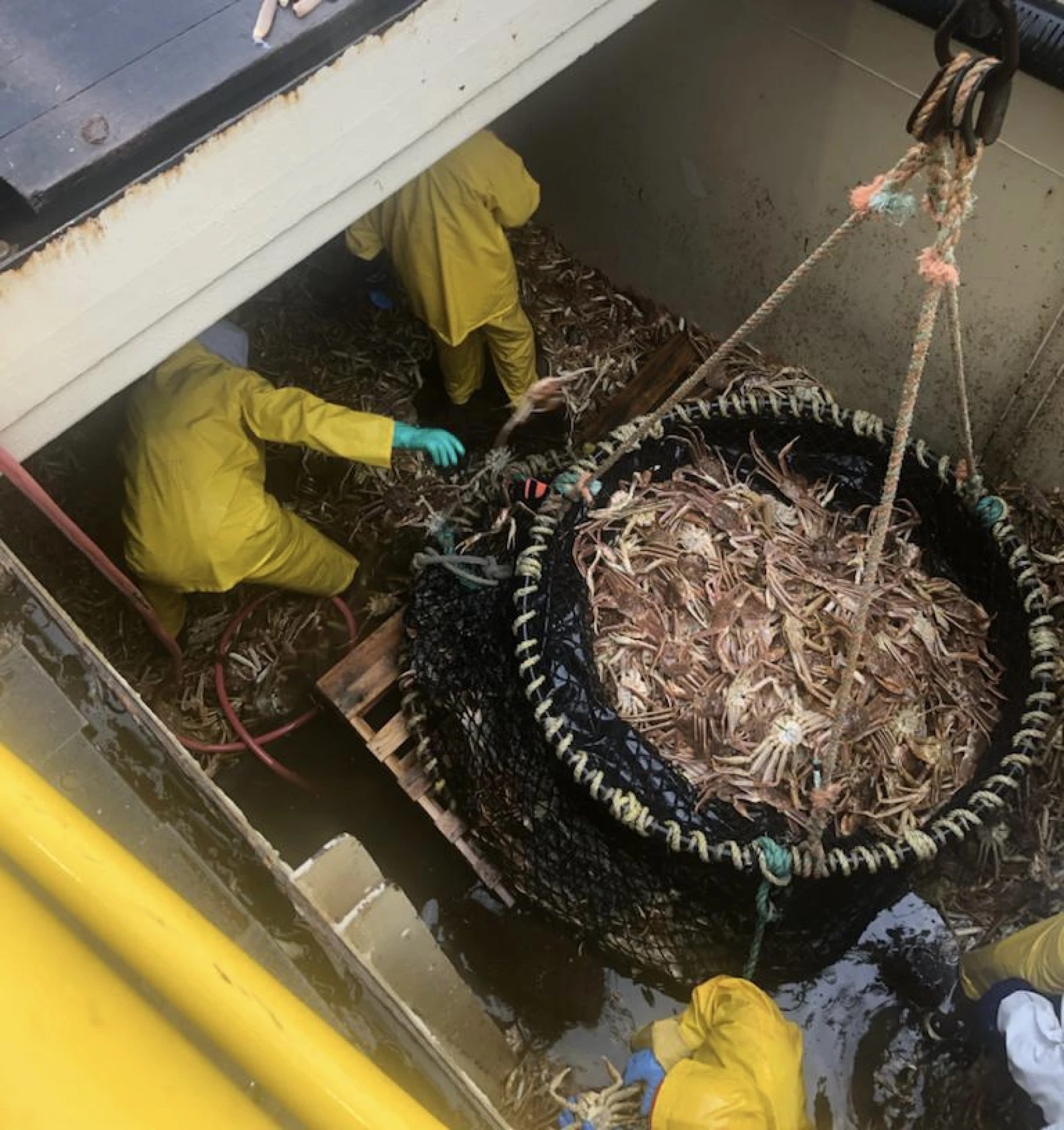 In surprising move, Bering Sea snow crab fishery to reopen after 2-year ...