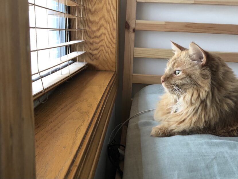 Lingít Word of the Week: Dóosh -- Cat