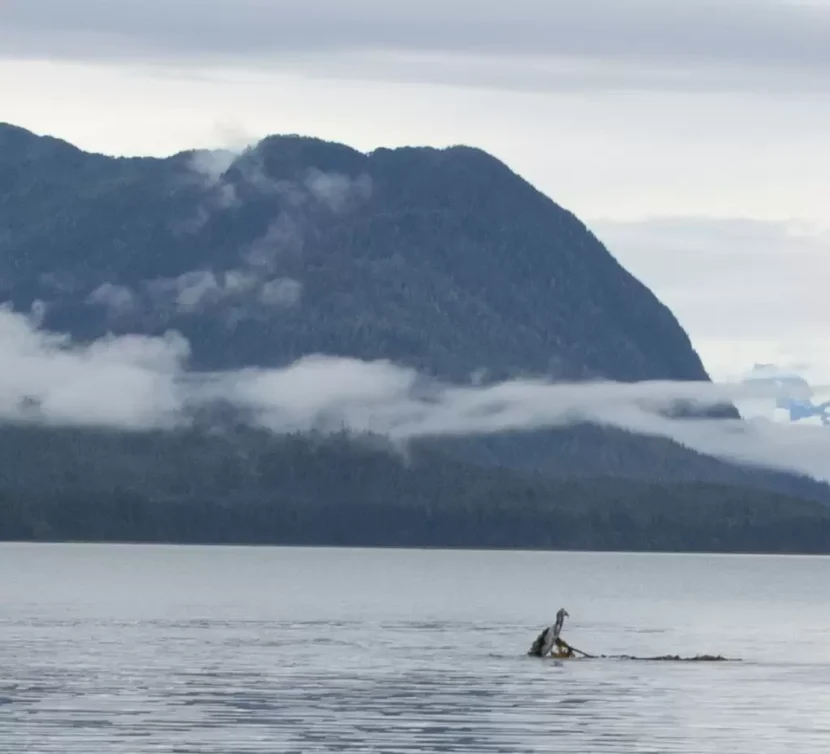 Scientists hope to learn about alien intelligence from Frederick Sound ...