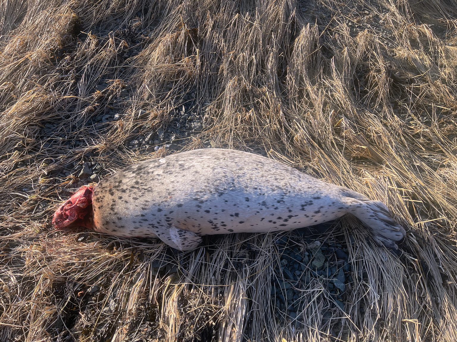 What killed a harbor seal found headless at Letnikof Cove? It’s a ...