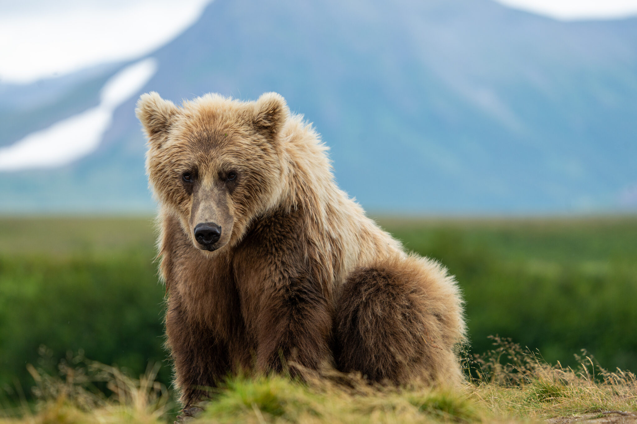 Alaskans have grounds to sue over predator-control killing of bears ...
