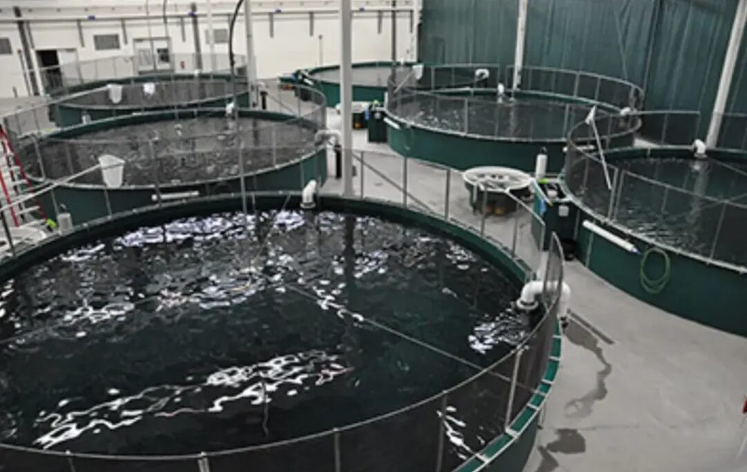 Alaska governor proposes lifting state’s longtime ban on fish farms