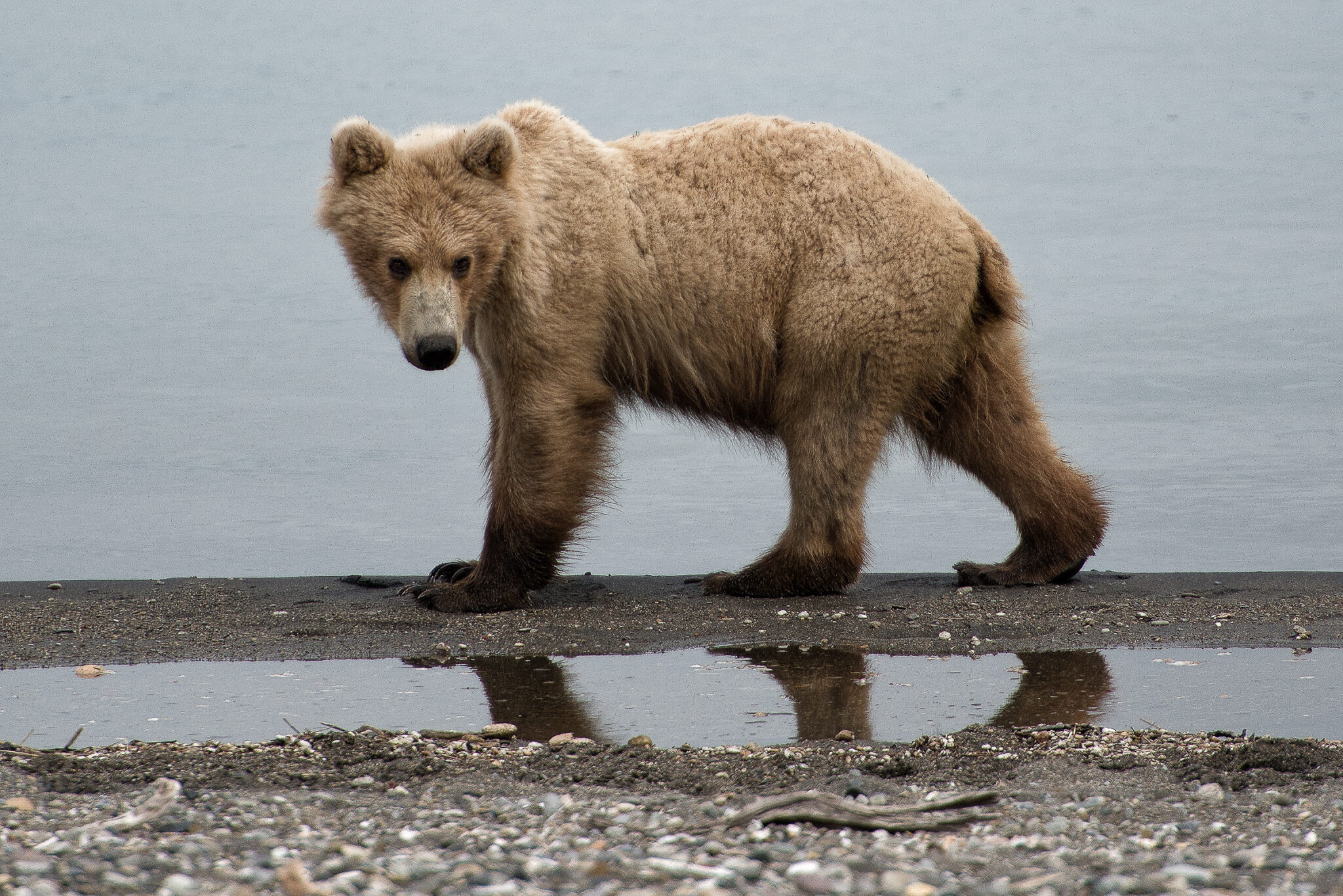 Alaska officials seek emergency rule to continue bear-killing program ...