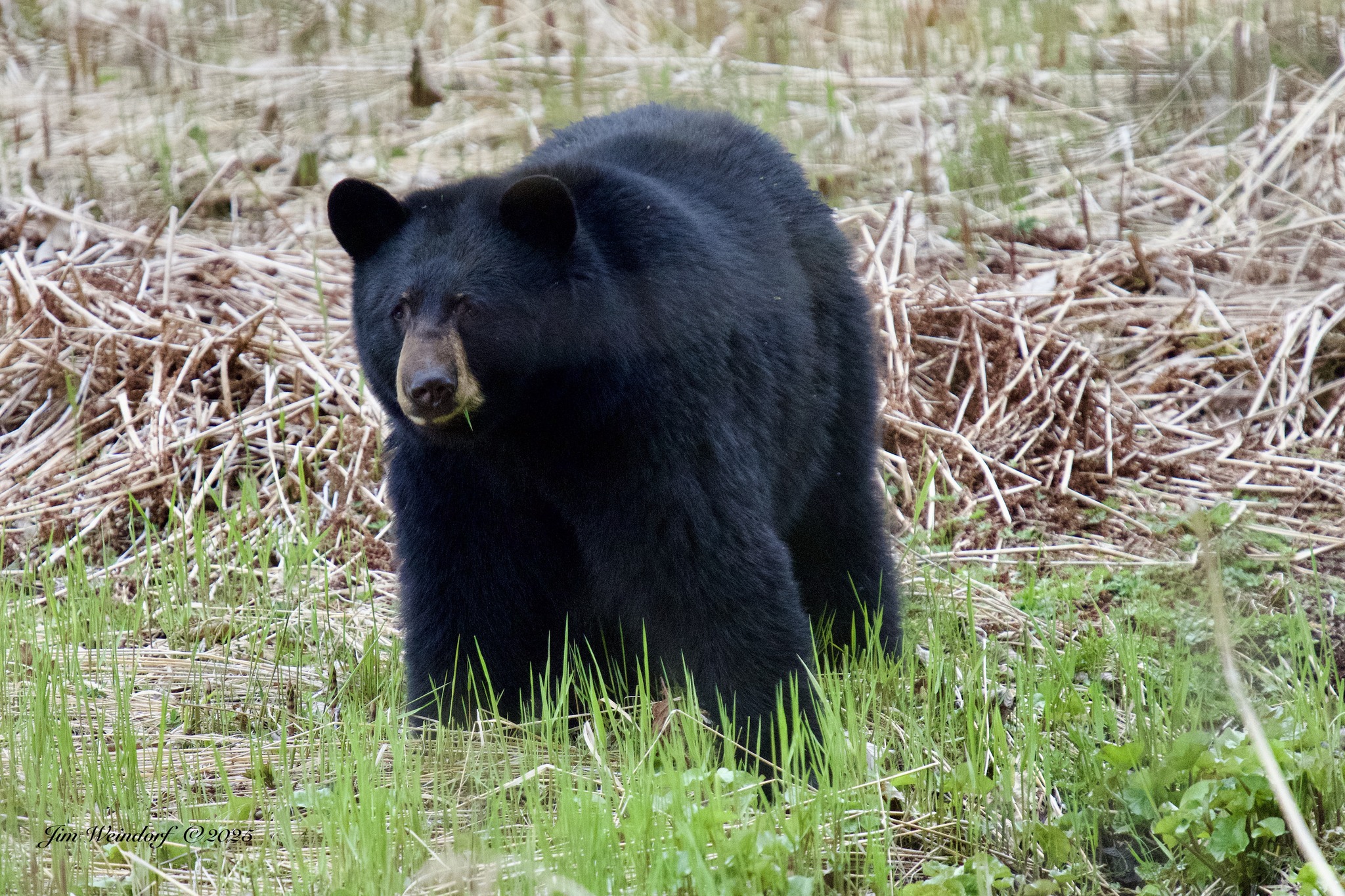 'Something just immediately bit me in the butt': Haines woman survives ...