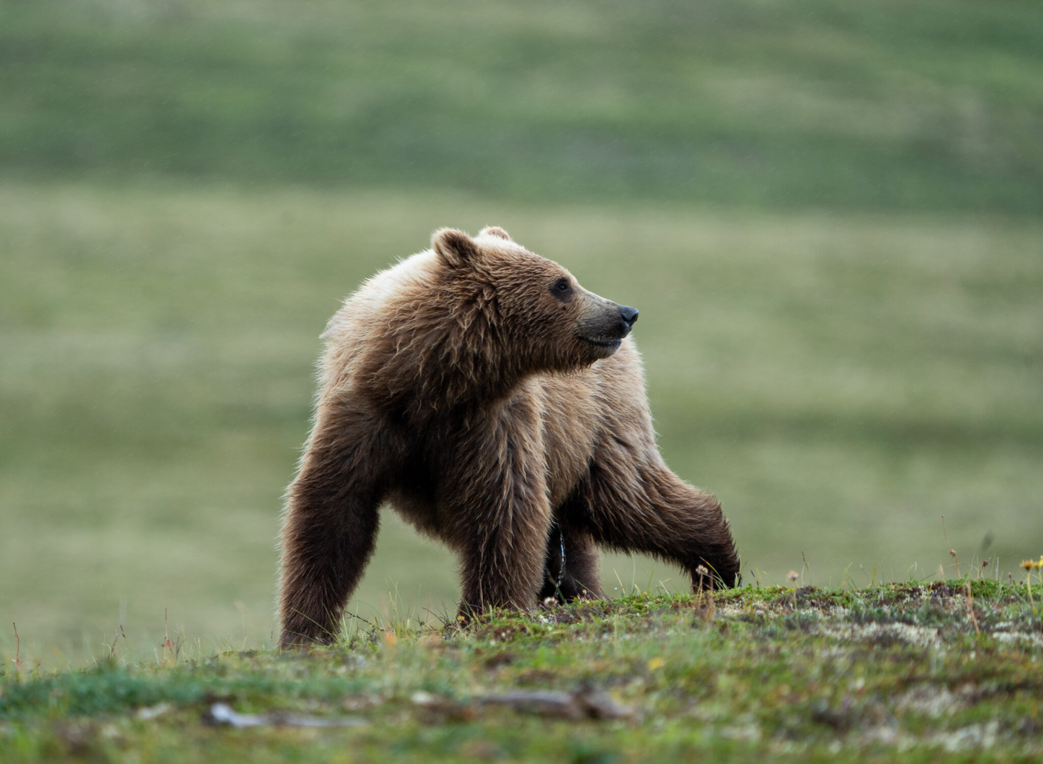 Judge says Alaska bear-killing program remains void, despite emergency ...