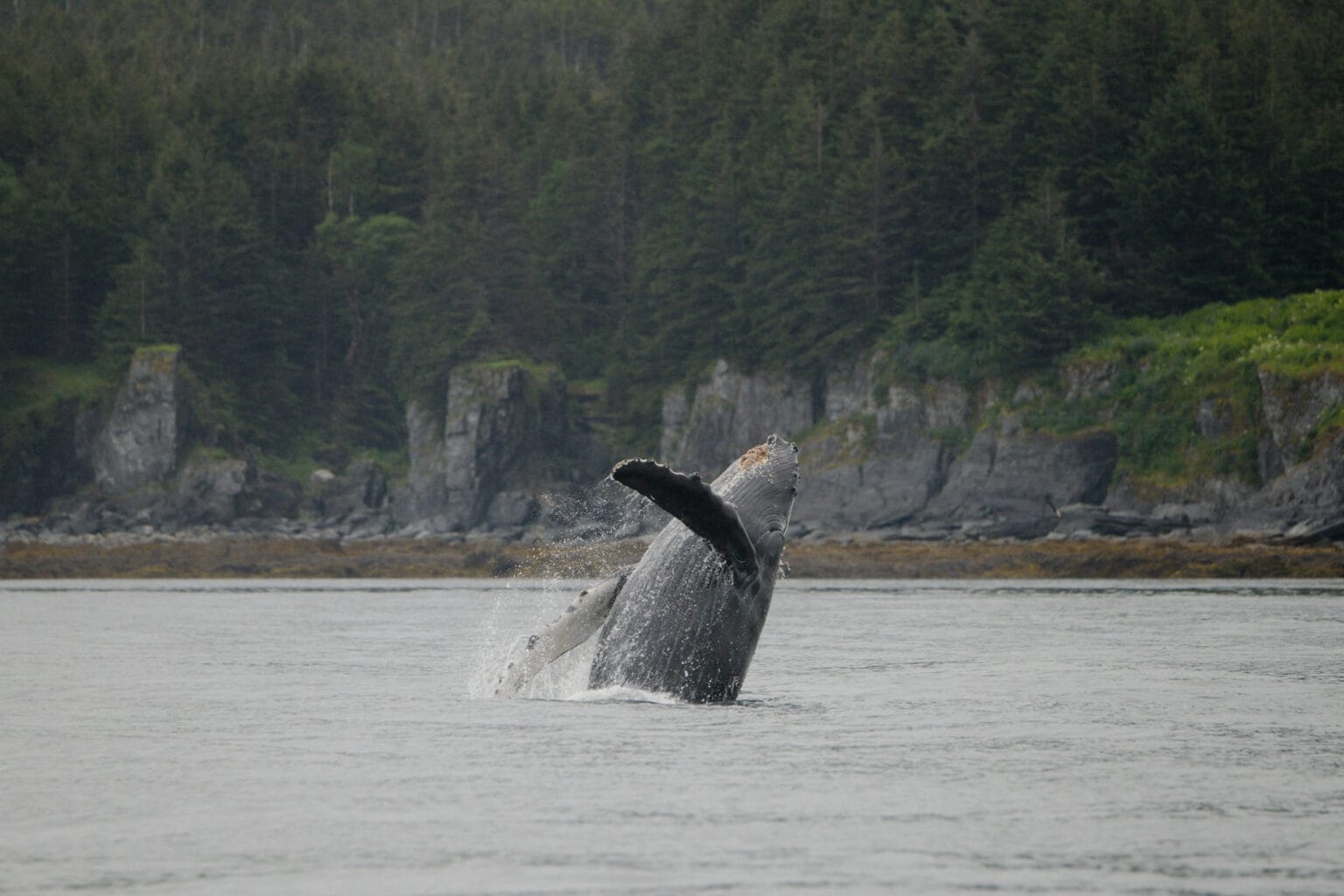 Humpback whale health study could prompt new whale watching regulations ...