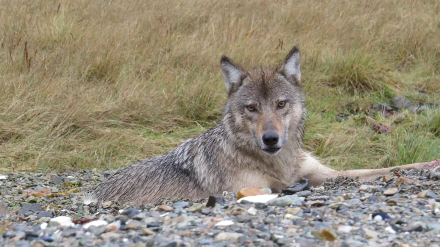 Some Southeast Alaska wolves are eating sea otters. It could be toxic.