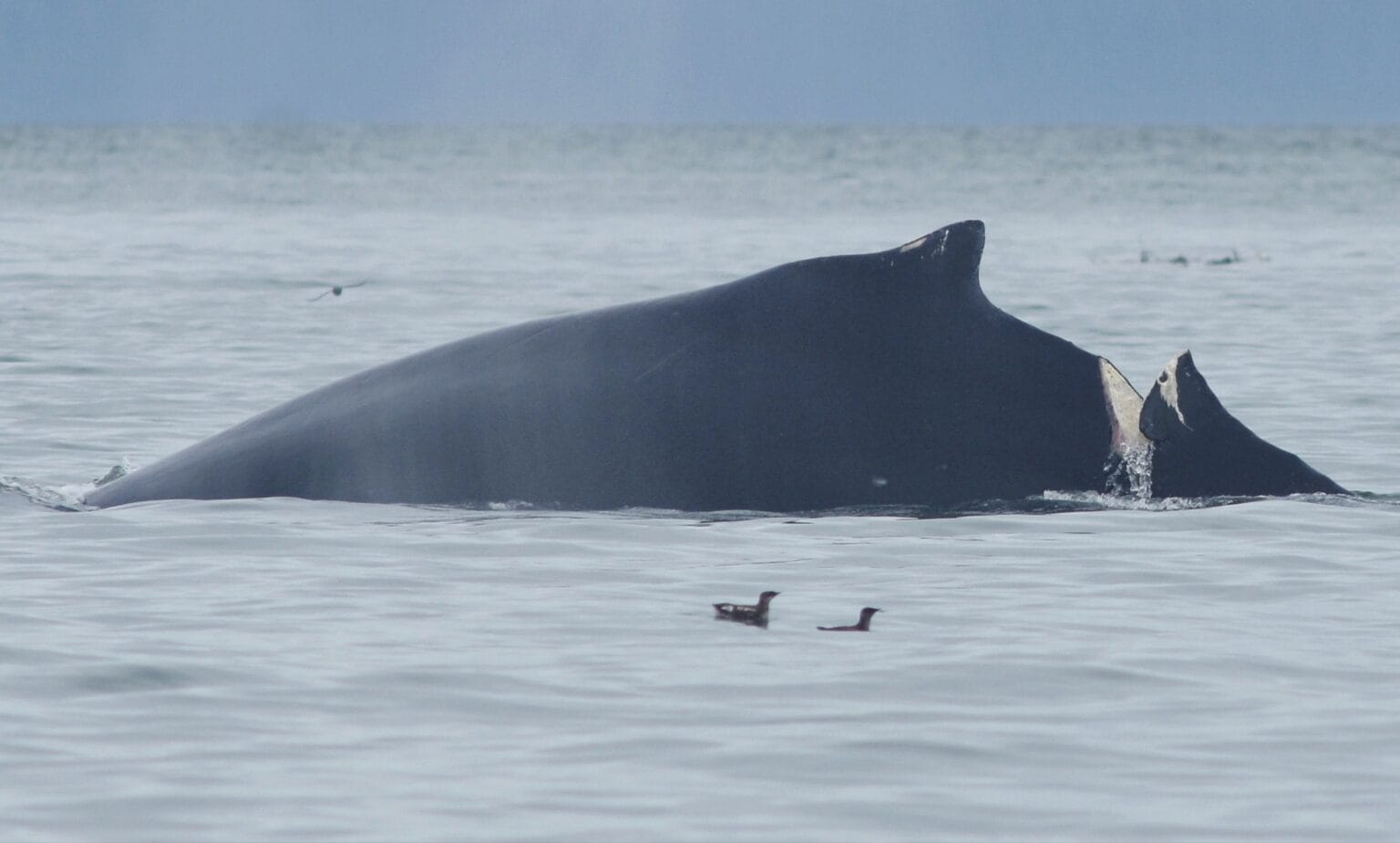 Humpback whale severely injured in Glacier Bay National Park