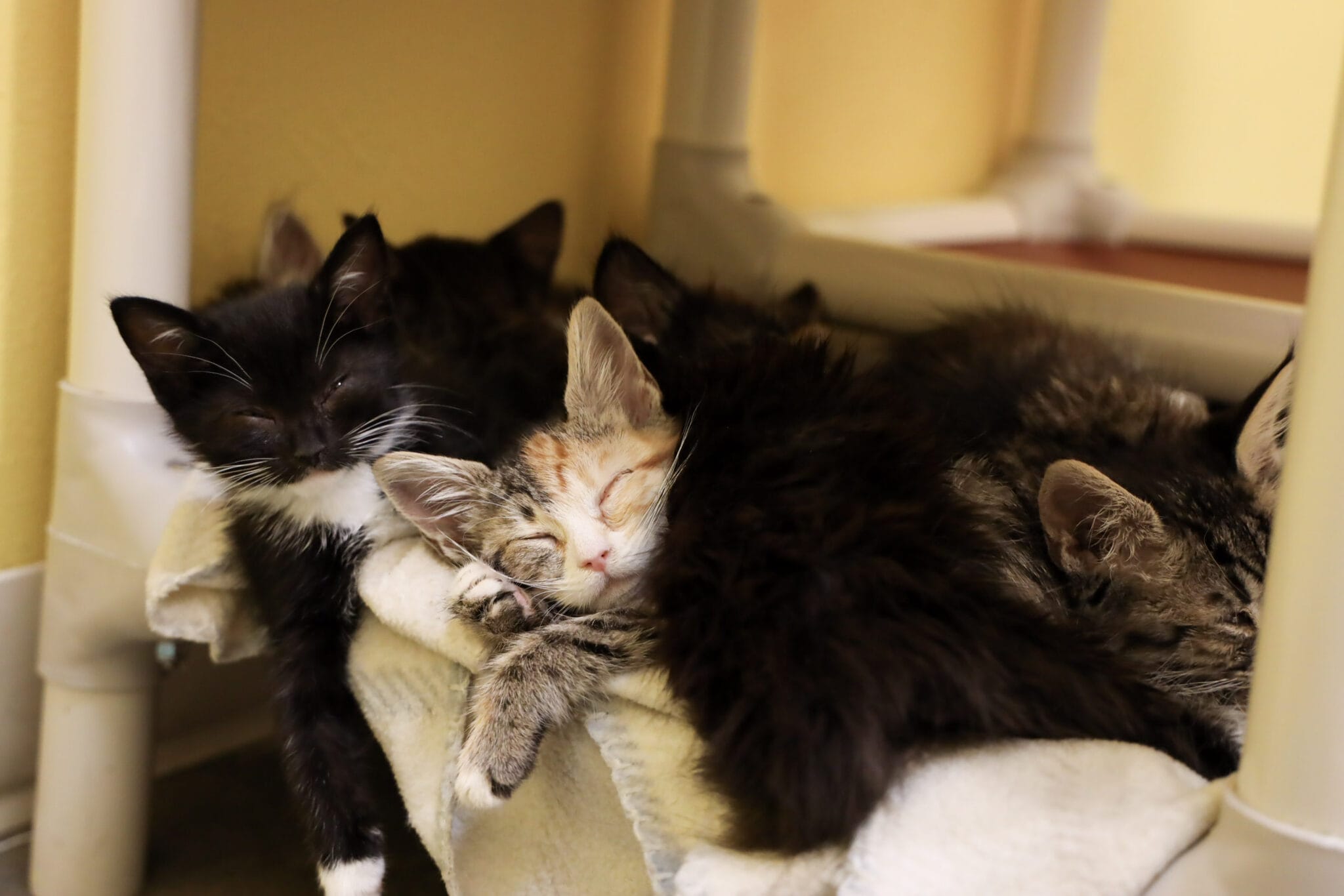 Amid a summer overflow of cats, Juneau Animal Rescue seeks adopters