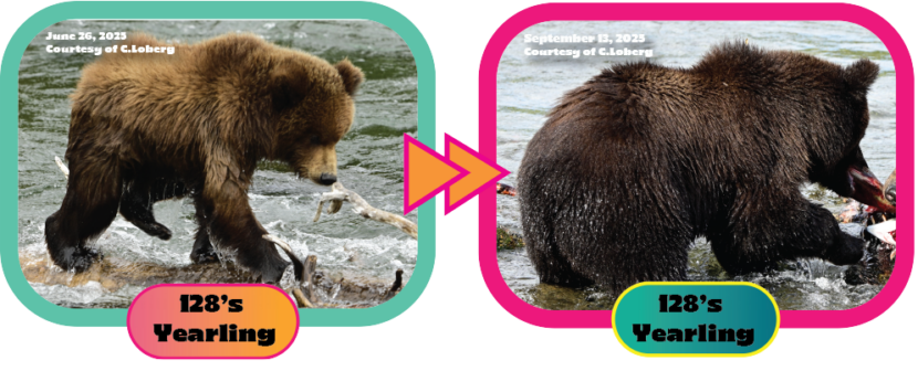 Fat Bear Week kicks off with buxom babes and up-and-coming chonkers