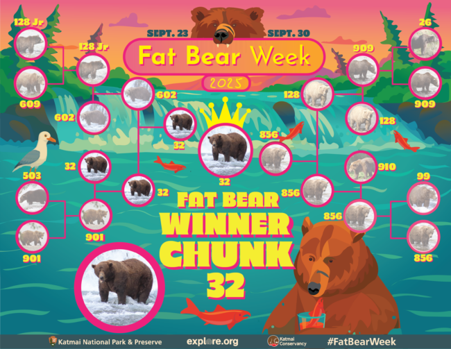 Fat Bear Week crowns its 2025 winner: 32 Chunk the Champ