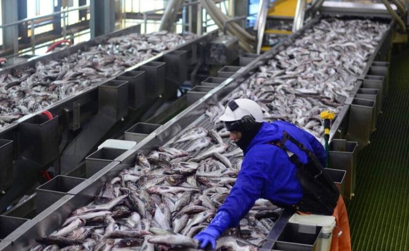 Alaska pollock processors drop foreign worker program, citing uncertainty