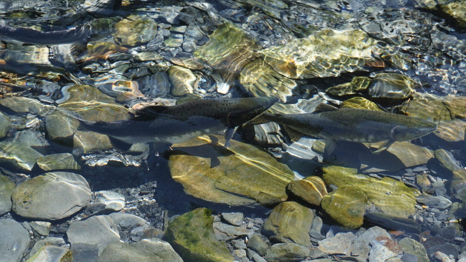 Biologists forecast a reduced Alaska commercial salmon harvest