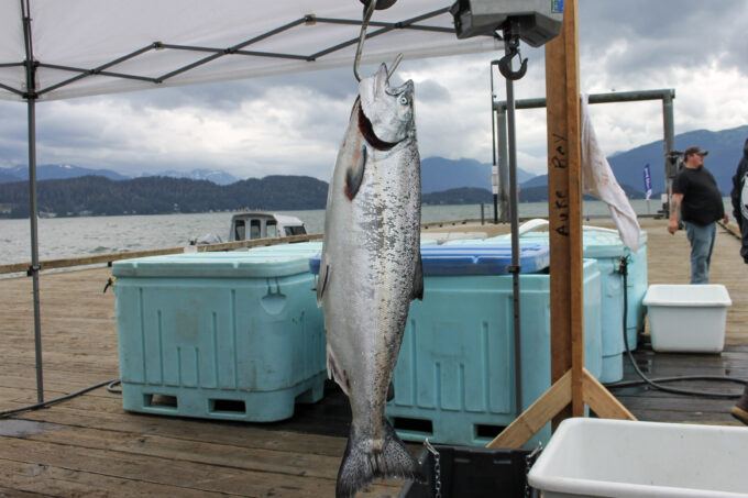 Juneau hatchery king salmon sport fishing opens