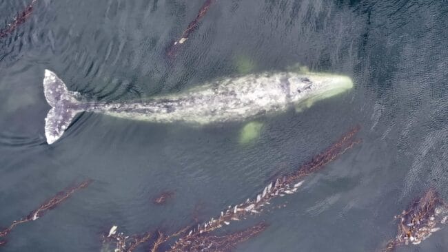 ‘What we’re seeing is adaptation’: scientists study influx of gray ...